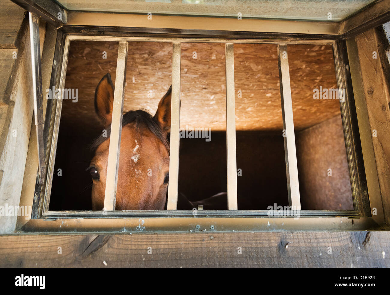 Big head horse hi-res stock photography and images - Alamy