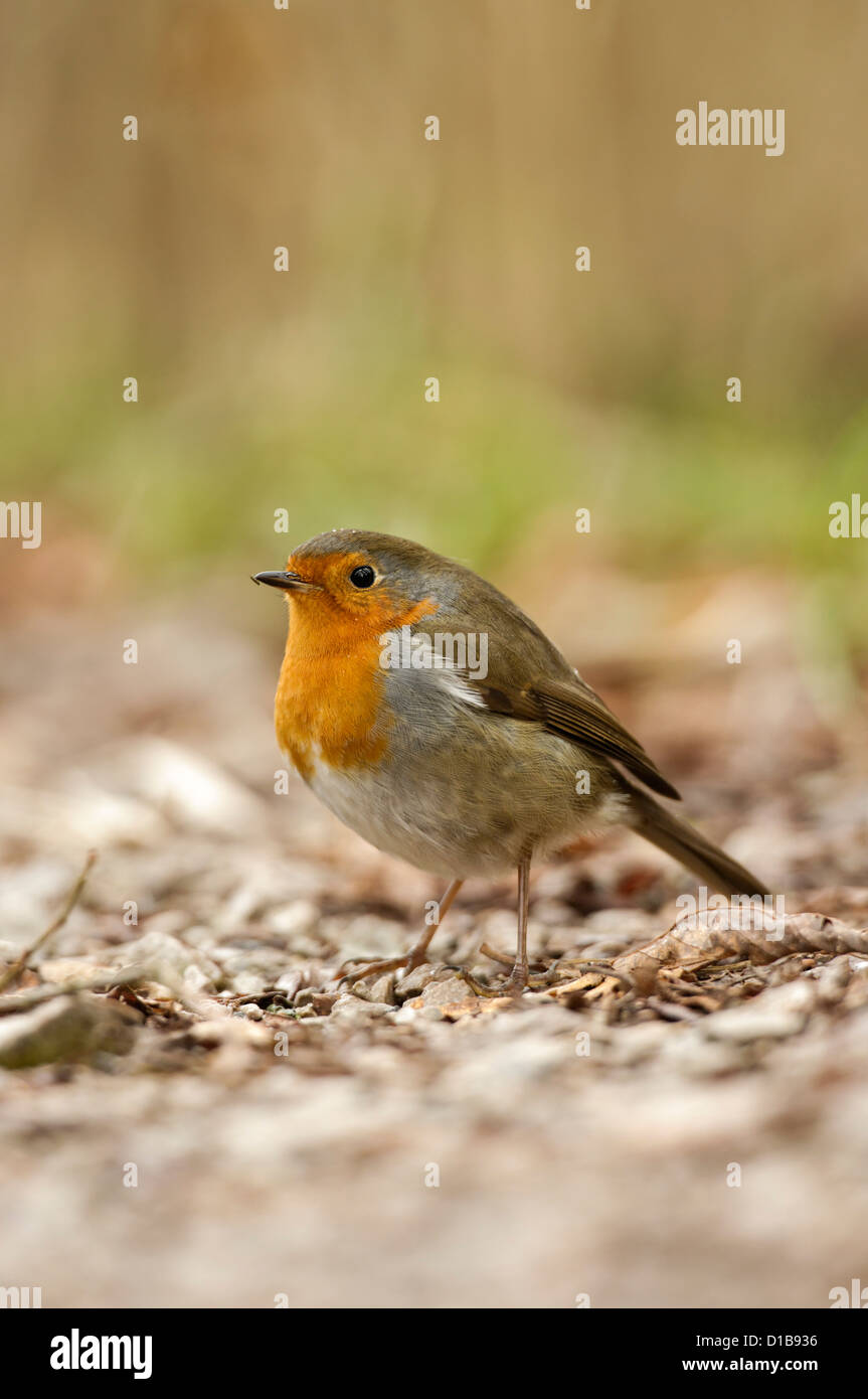 A Robin standing on a path Stock Photo - Alamy