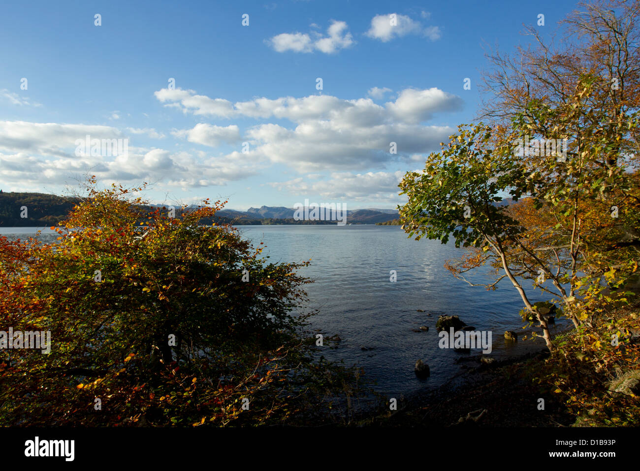Perfect bright sunny autumn day on Lake Windermere with the trees in ...