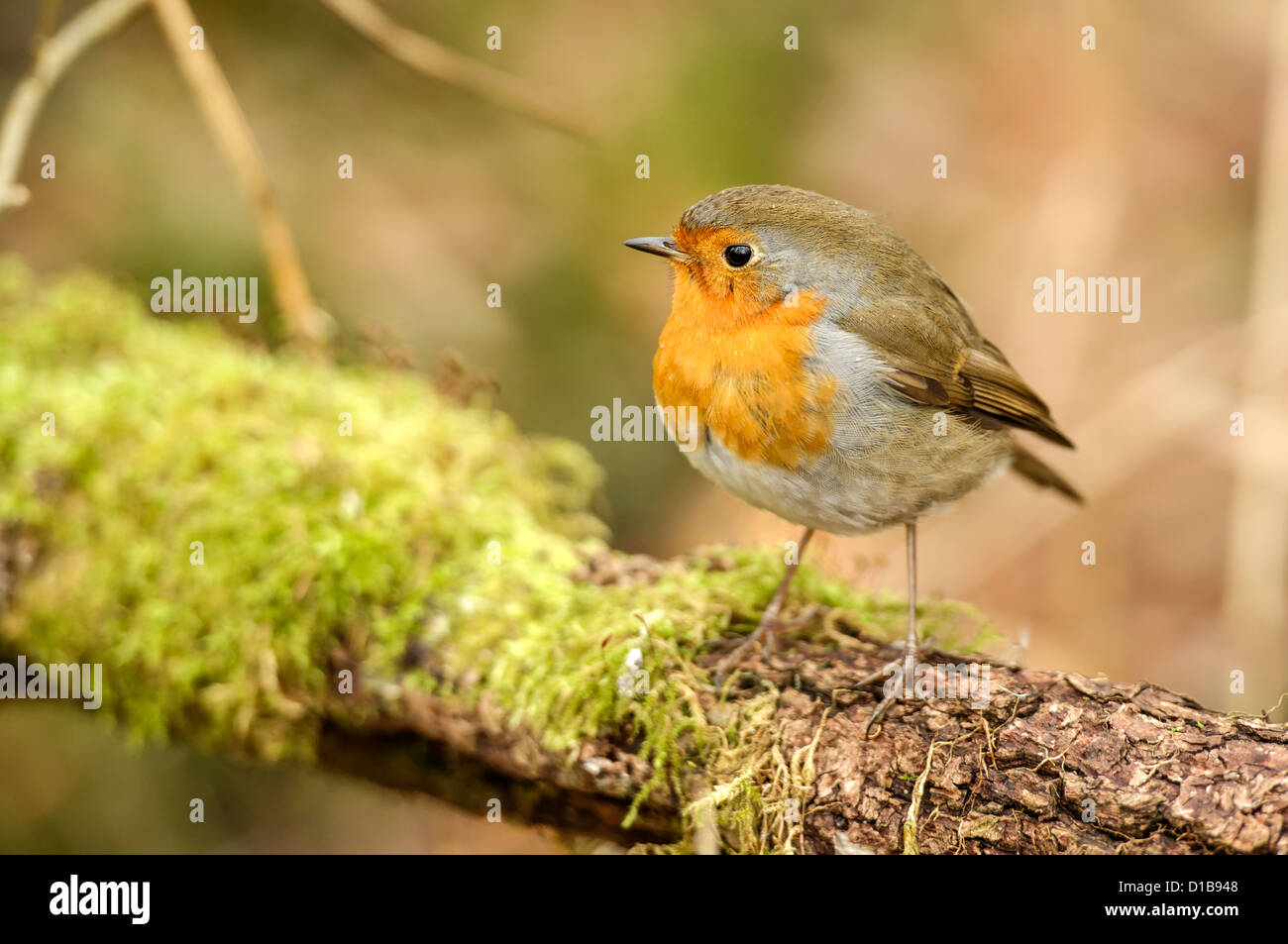 A Robin standing on a branch Stock Photo - Alamy