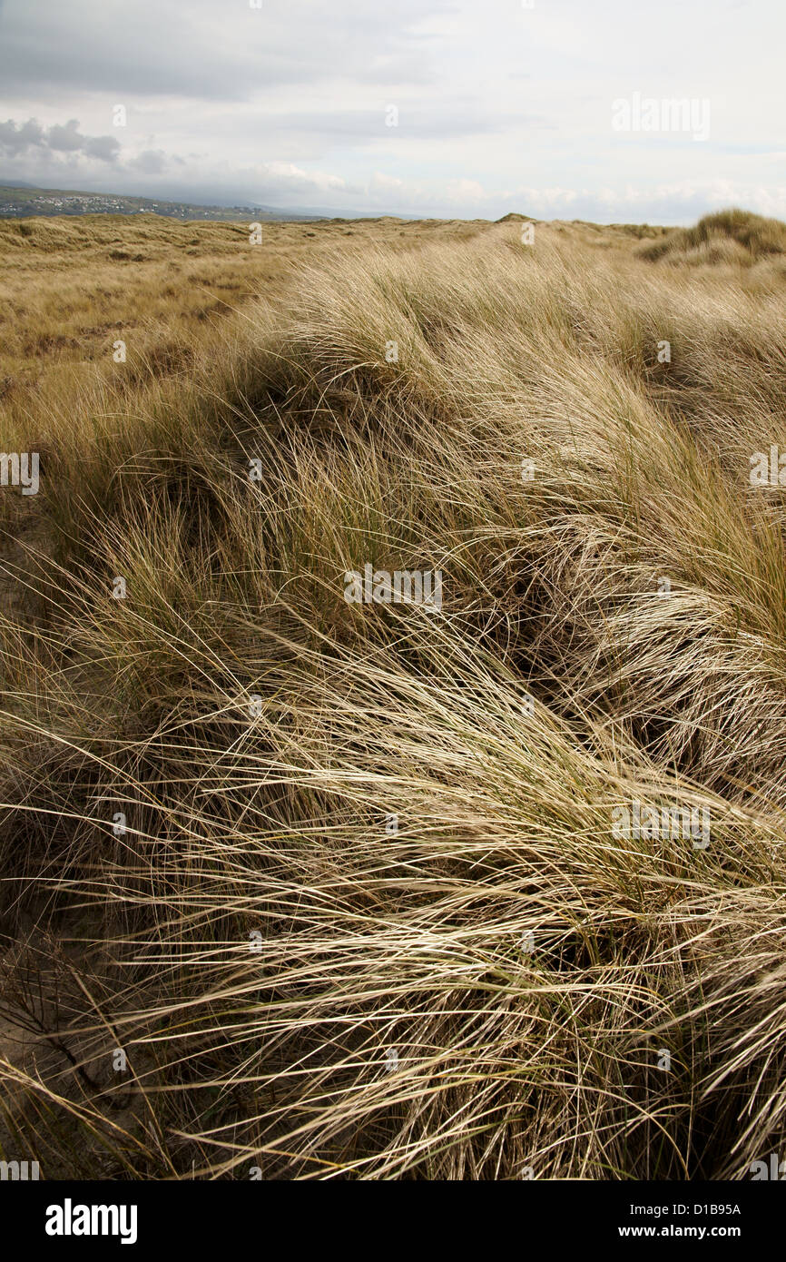 Welsh coastal plant hi-res stock photography and images - Alamy