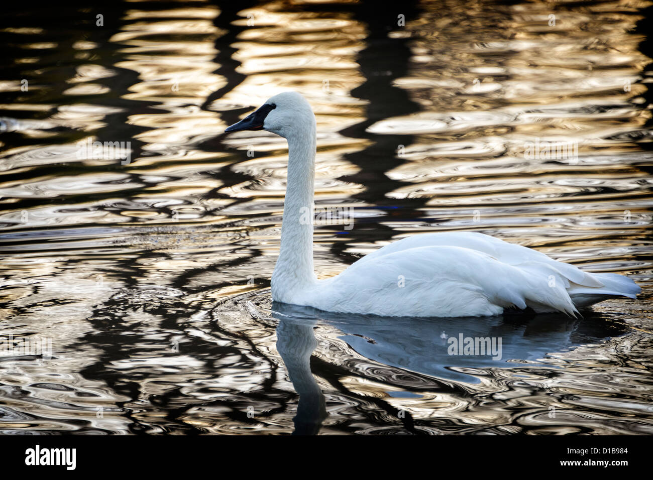 Swan in the Golden Dusk Stock Photo - Alamy