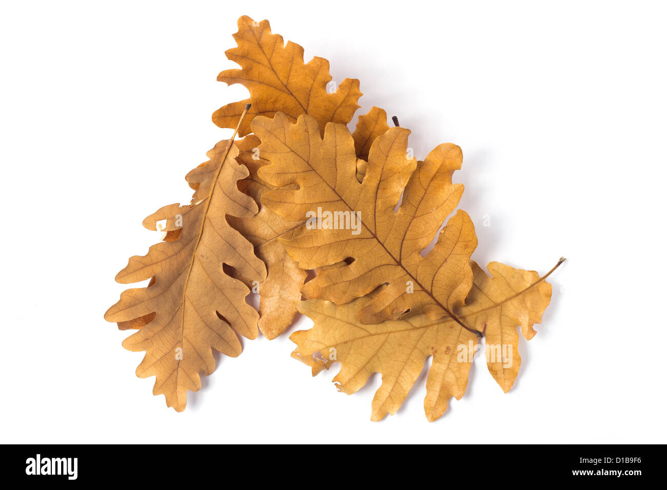 Vector abstract background leaf Cut Out Stock Images & Pictures - Alamy