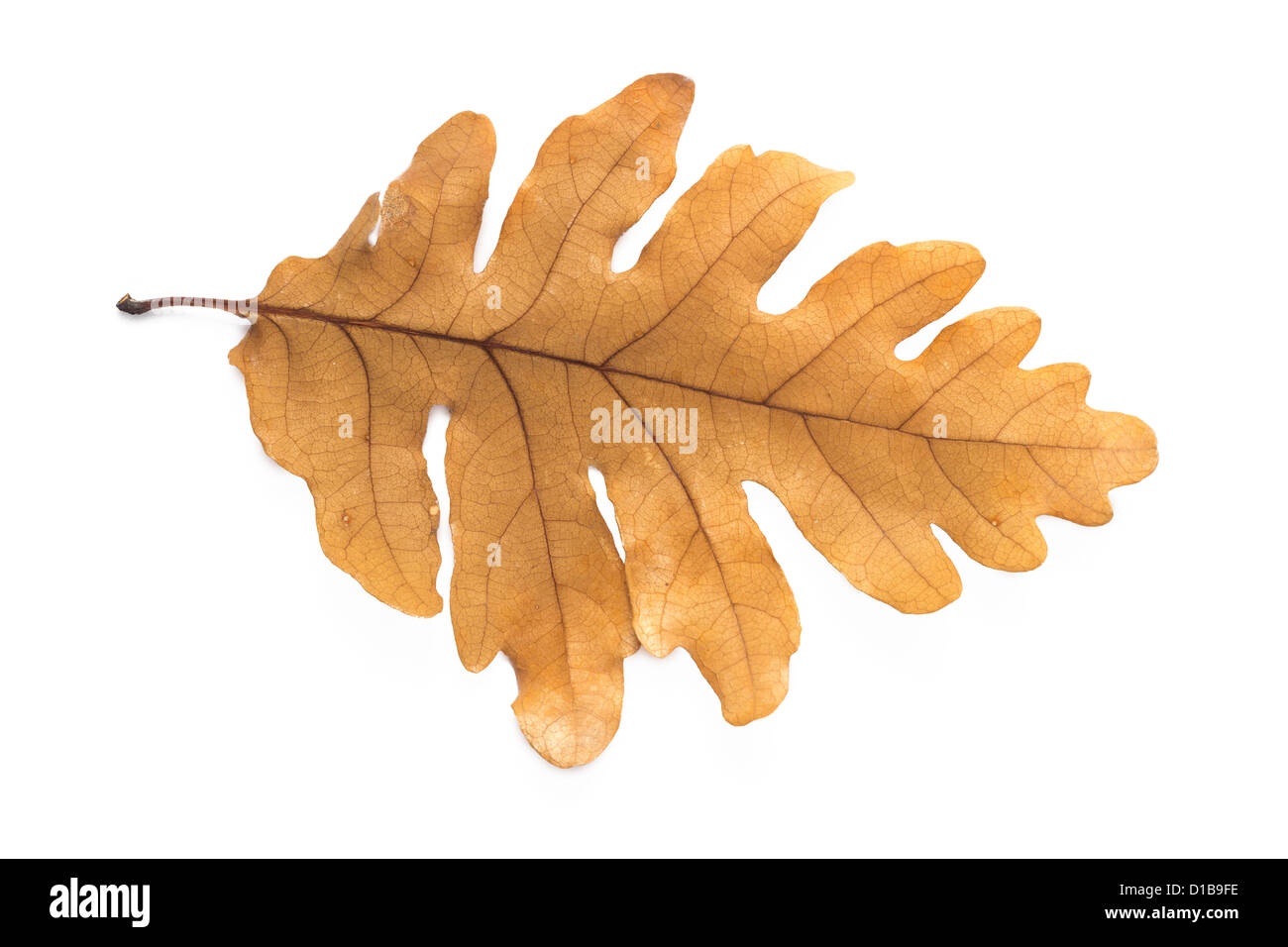 Plant graphic collection Cut Out Stock Images & Pictures - Alamy