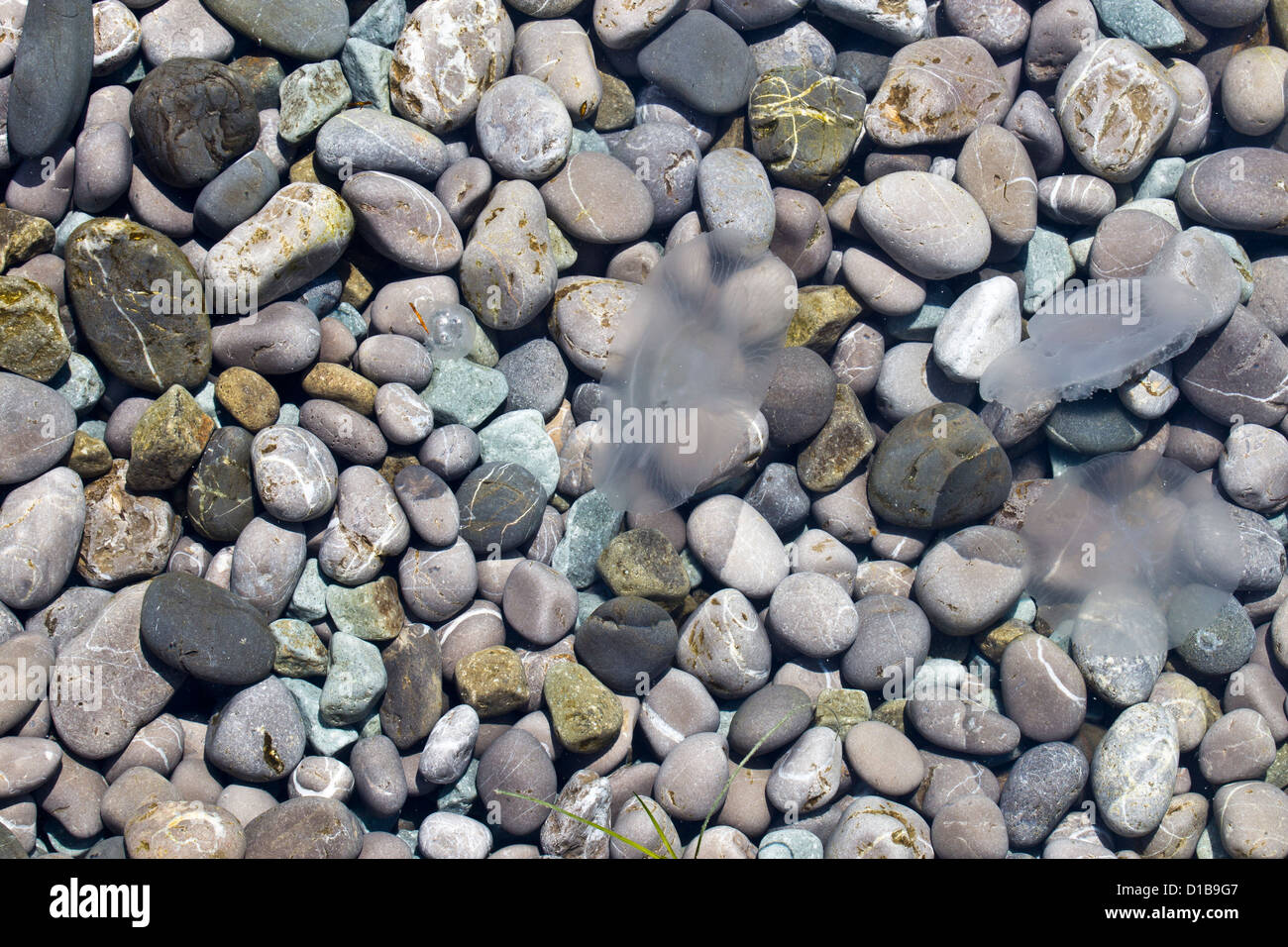 Jelly fish and pebbles in water Stock Photo - Alamy