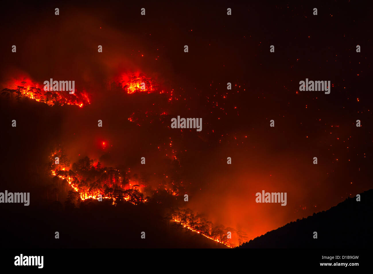 Burning tree forest fire hi-res stock photography and images - Alamy