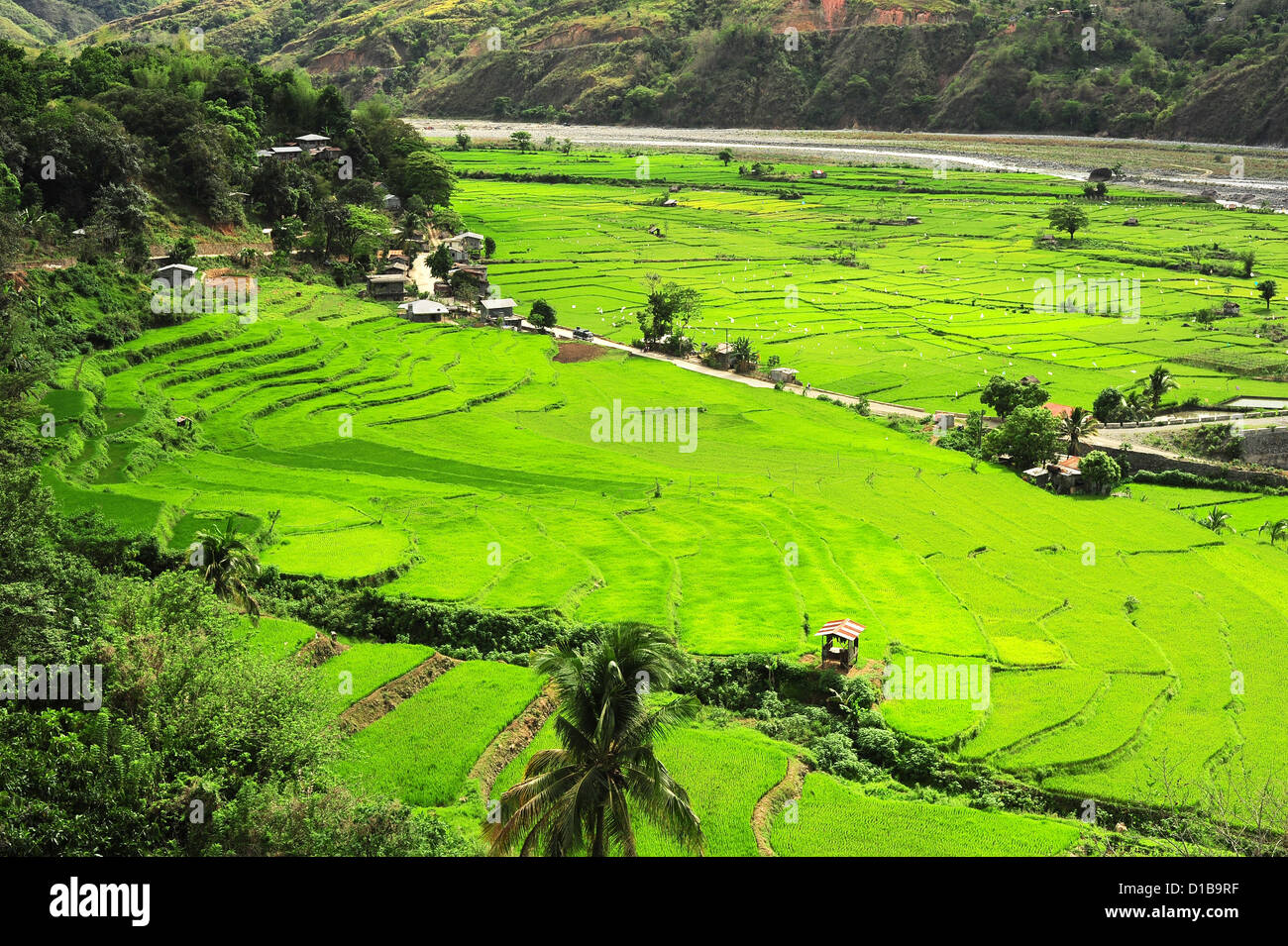 Rice terrace in Cordillera mountains, Philippines Stock Photo - Alamy