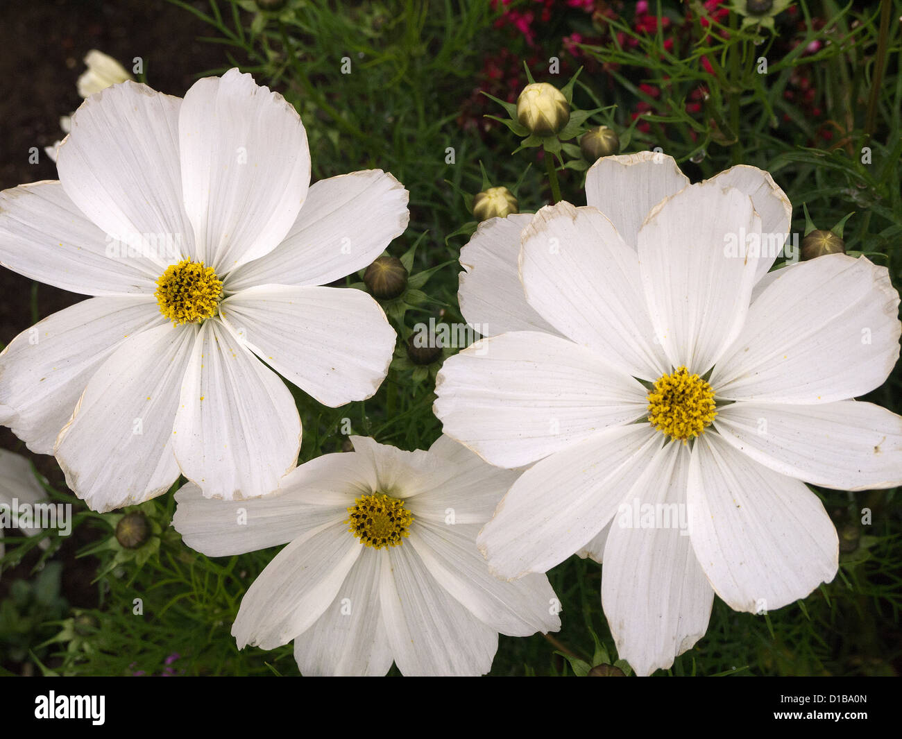 Beauiful flowers hi-res stock photography and images - Alamy