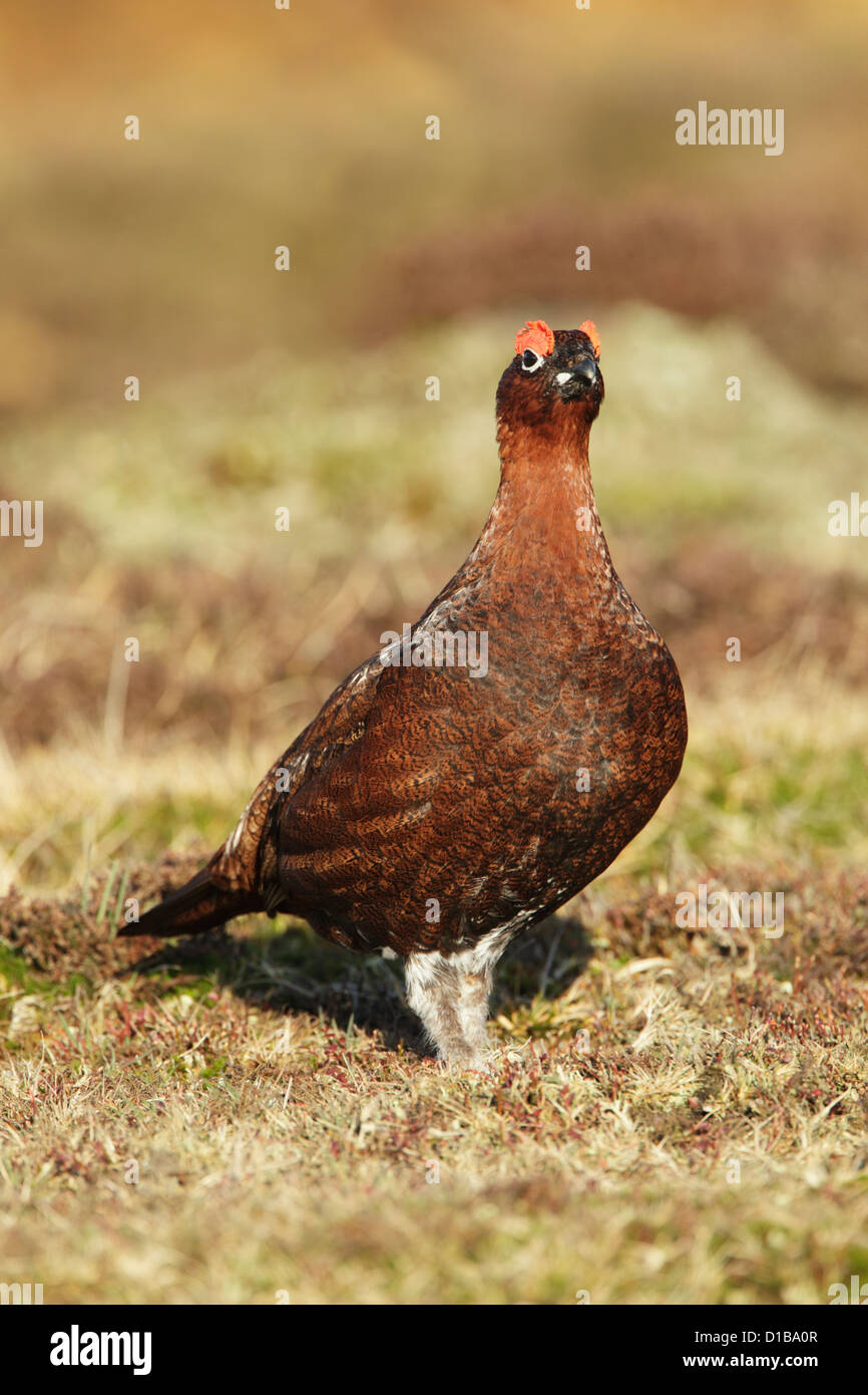 Red Grouse (Lagopus lagopus scotica) male standing upright with eye ...
