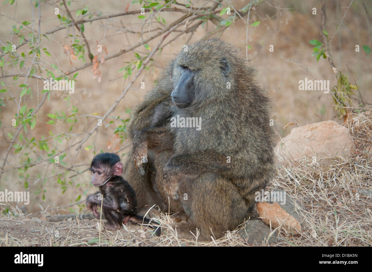 Olive baboon adult hi-res stock photography and images - Alamy