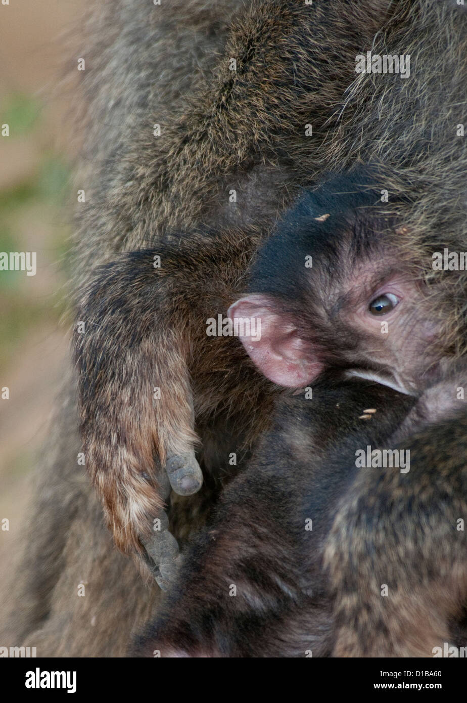 Baby clinging to mother hi-res stock photography and images - Alamy