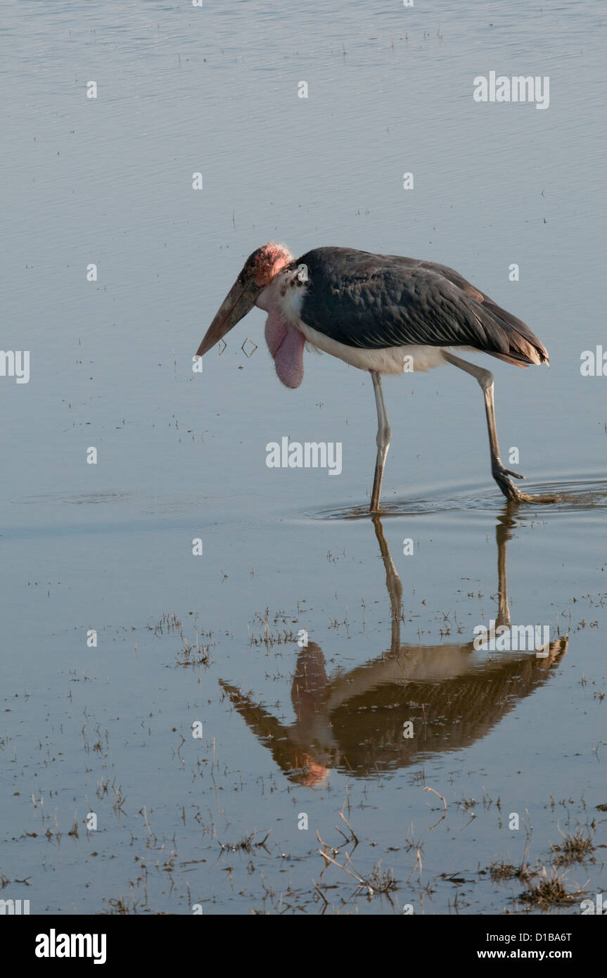 Marabou Stork walking in Lake Nakuru-reflection Stock Photo - Alamy