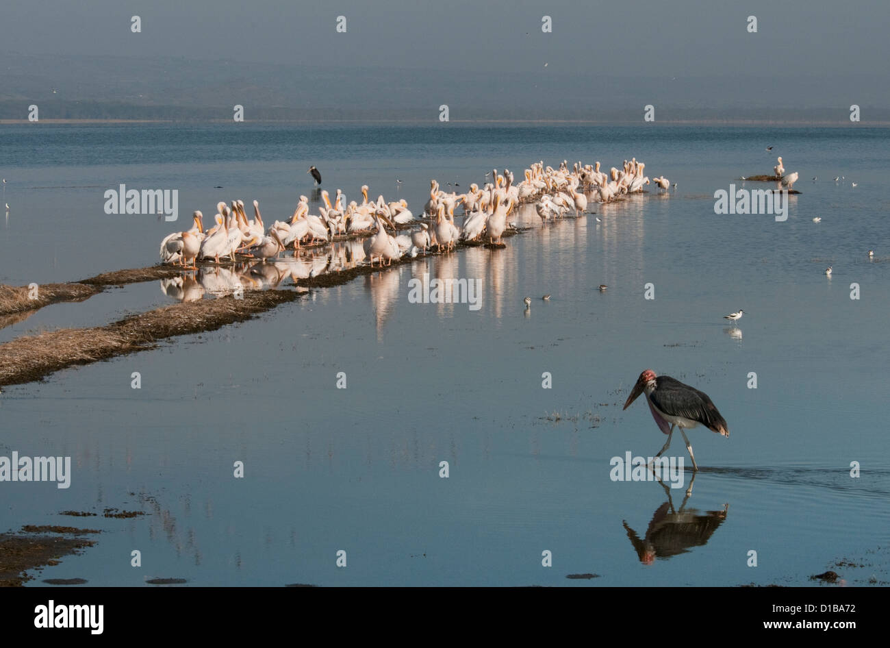 Marabou Stork walking in Lake Nakuru-reflection and pelicans in ...