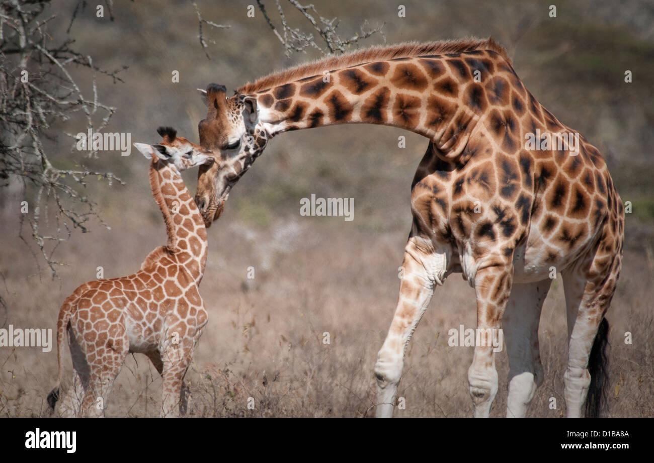 Rothschild's Giraffe and baby nuzzling Stock Photo - Alamy