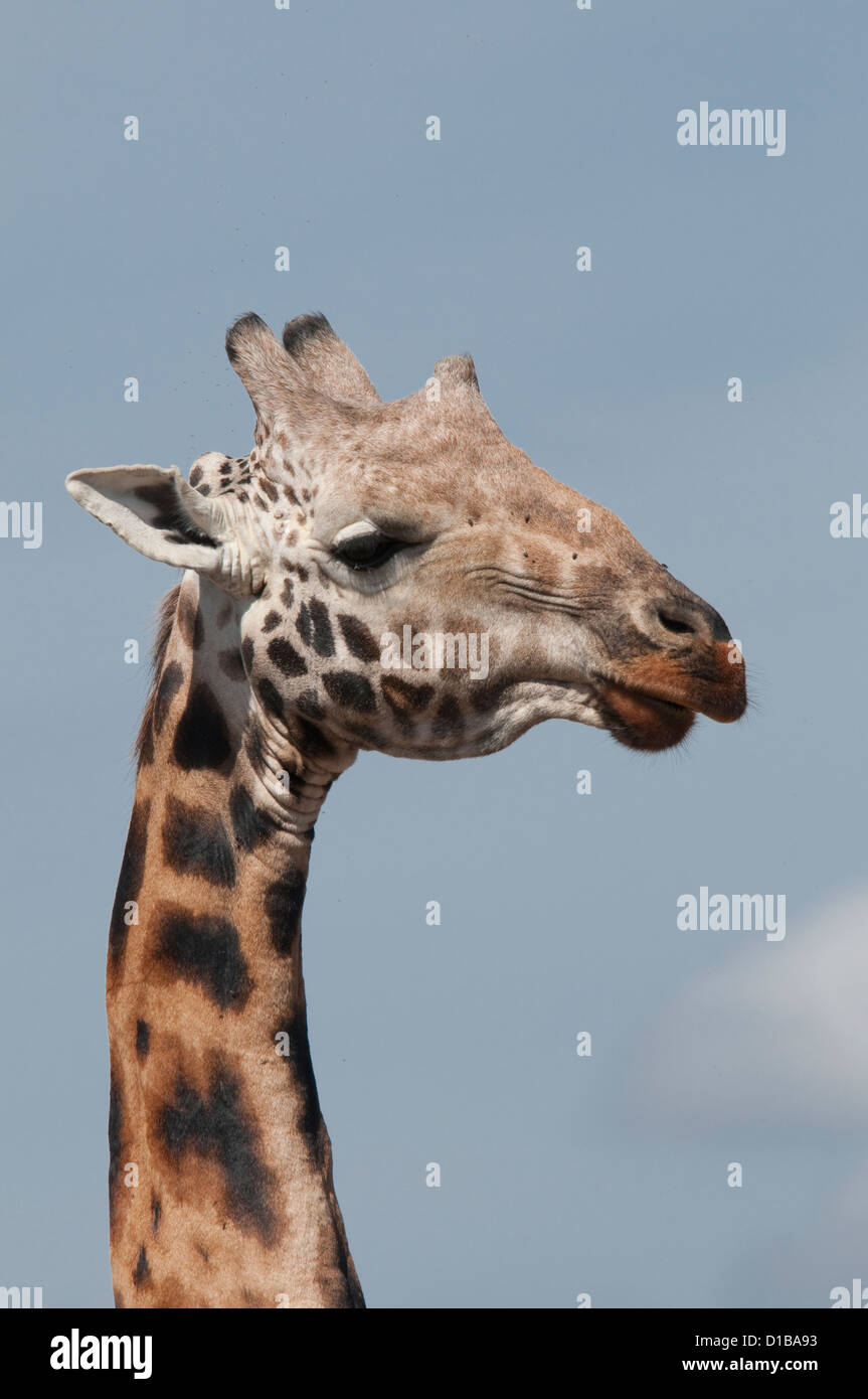 Rothschild's Giraffe-head shot Stock Photo - Alamy