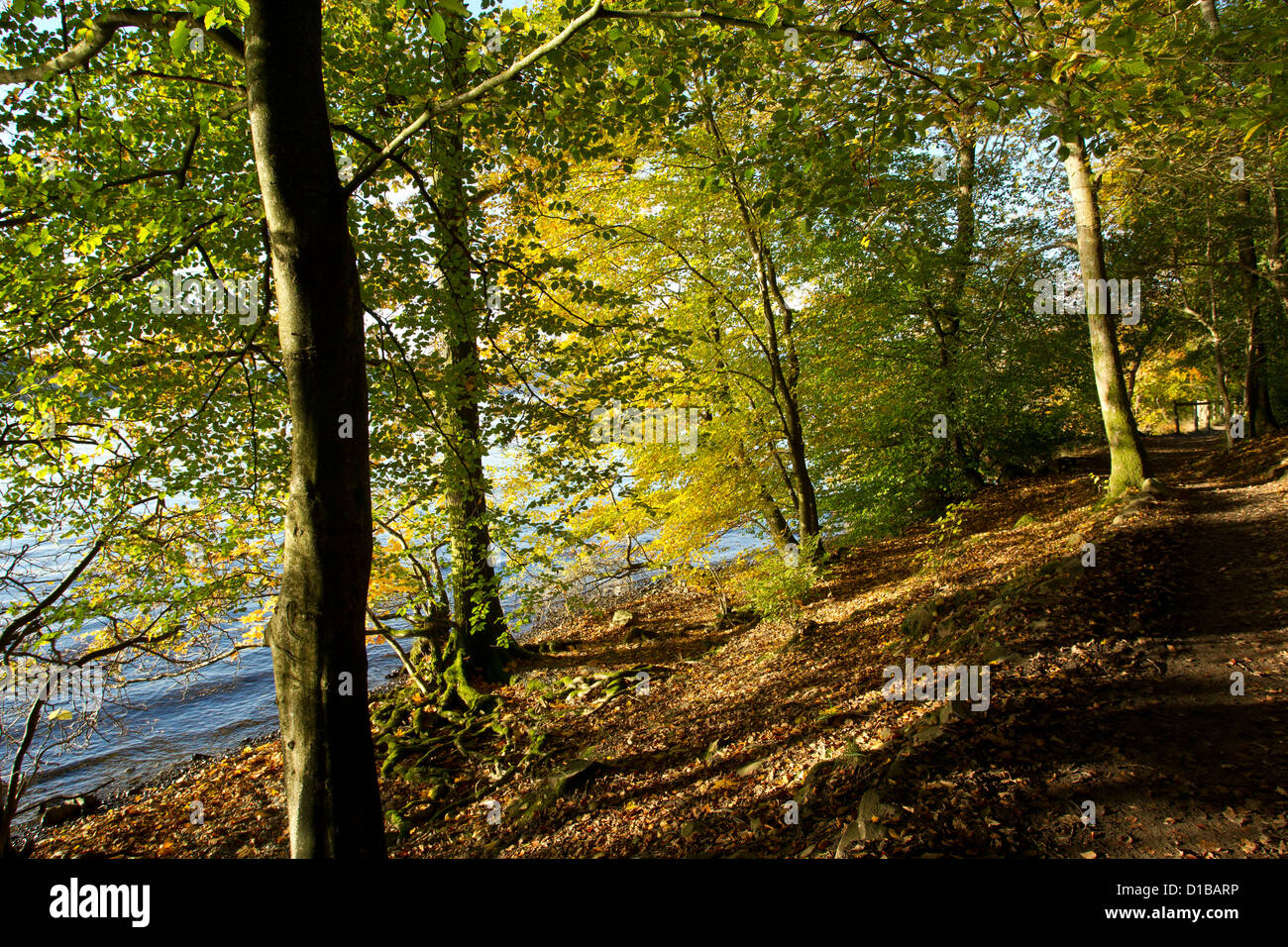 Perfect bright sunny autumn day on Lake Windermere with the trees in ...