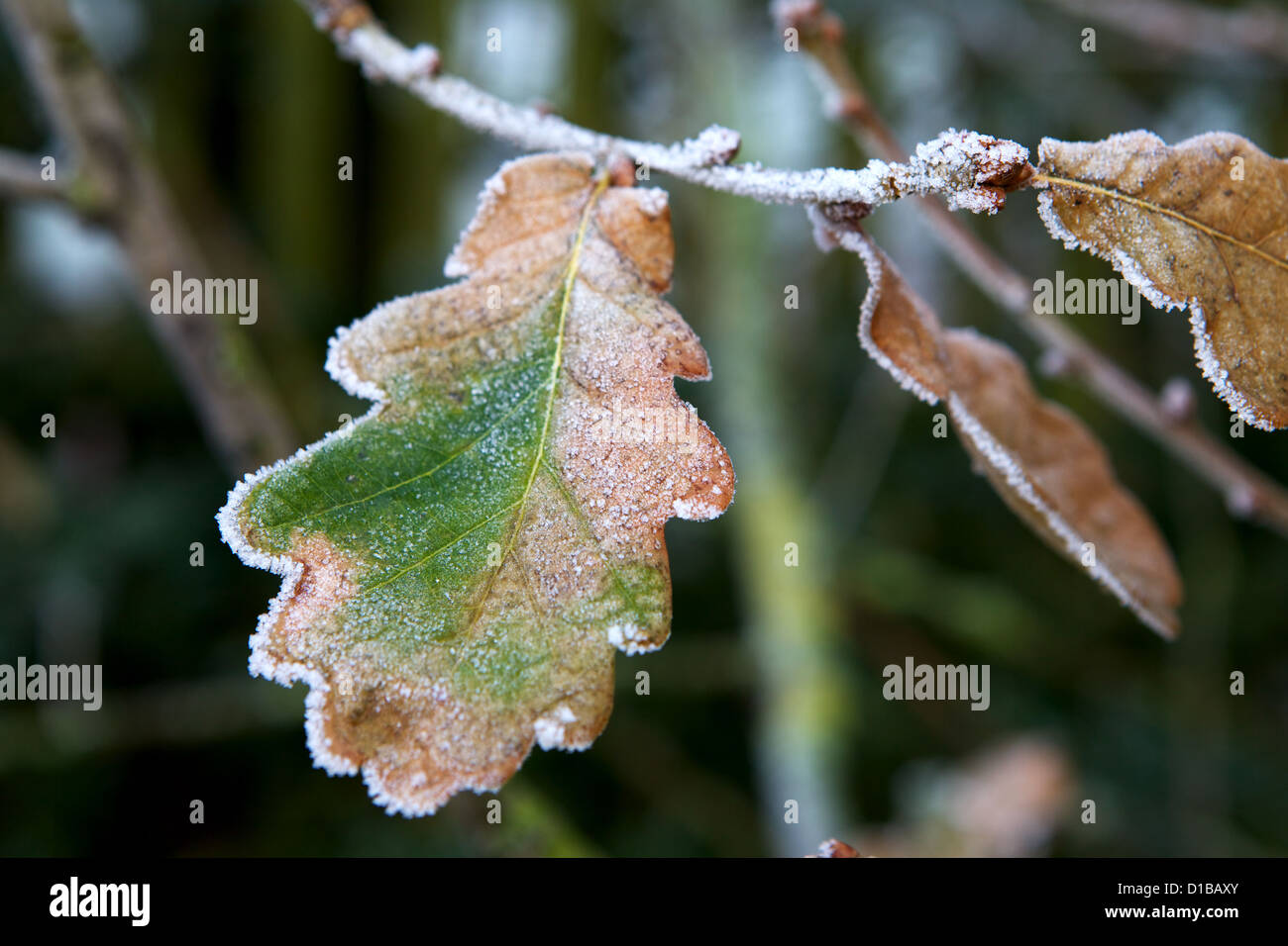Frost oak tree hi-res stock photography and images - Alamy