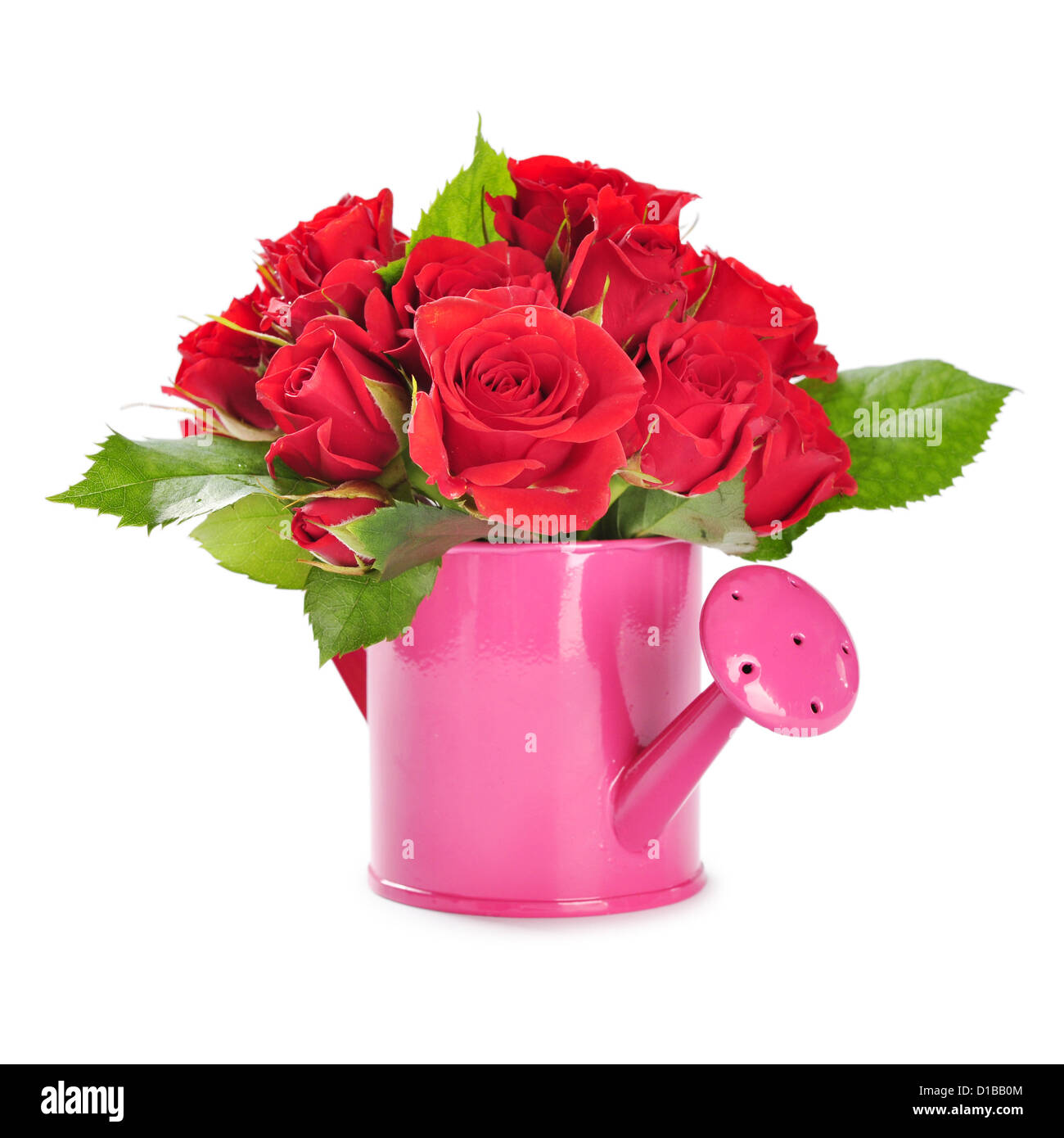 bouquet of red roses in a pink watering can isolated on white ...