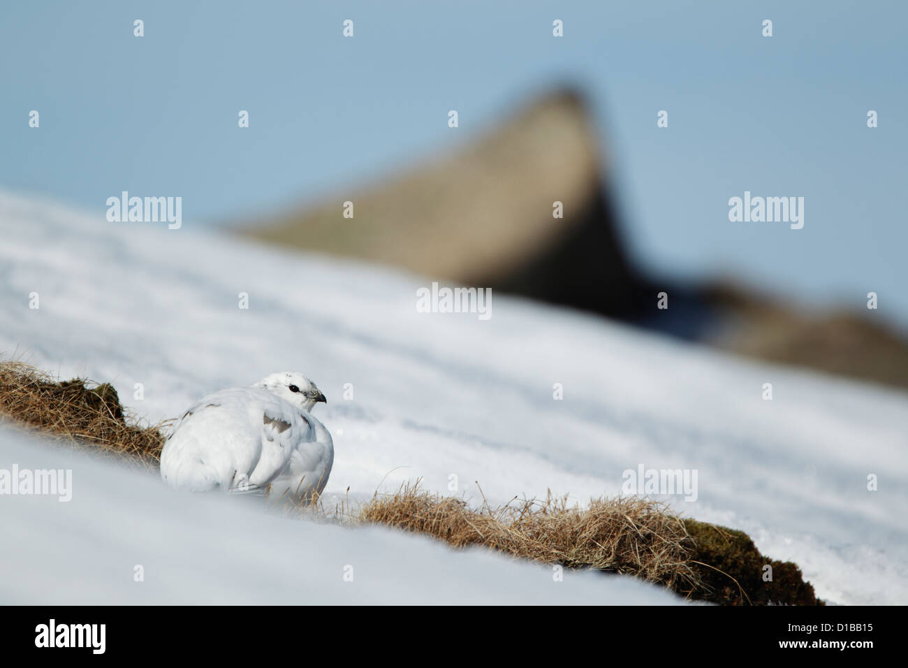 Ptarmigan (Lagopus Mutus) on a rock near Qoornoq, Greenland Stock Photo ...
