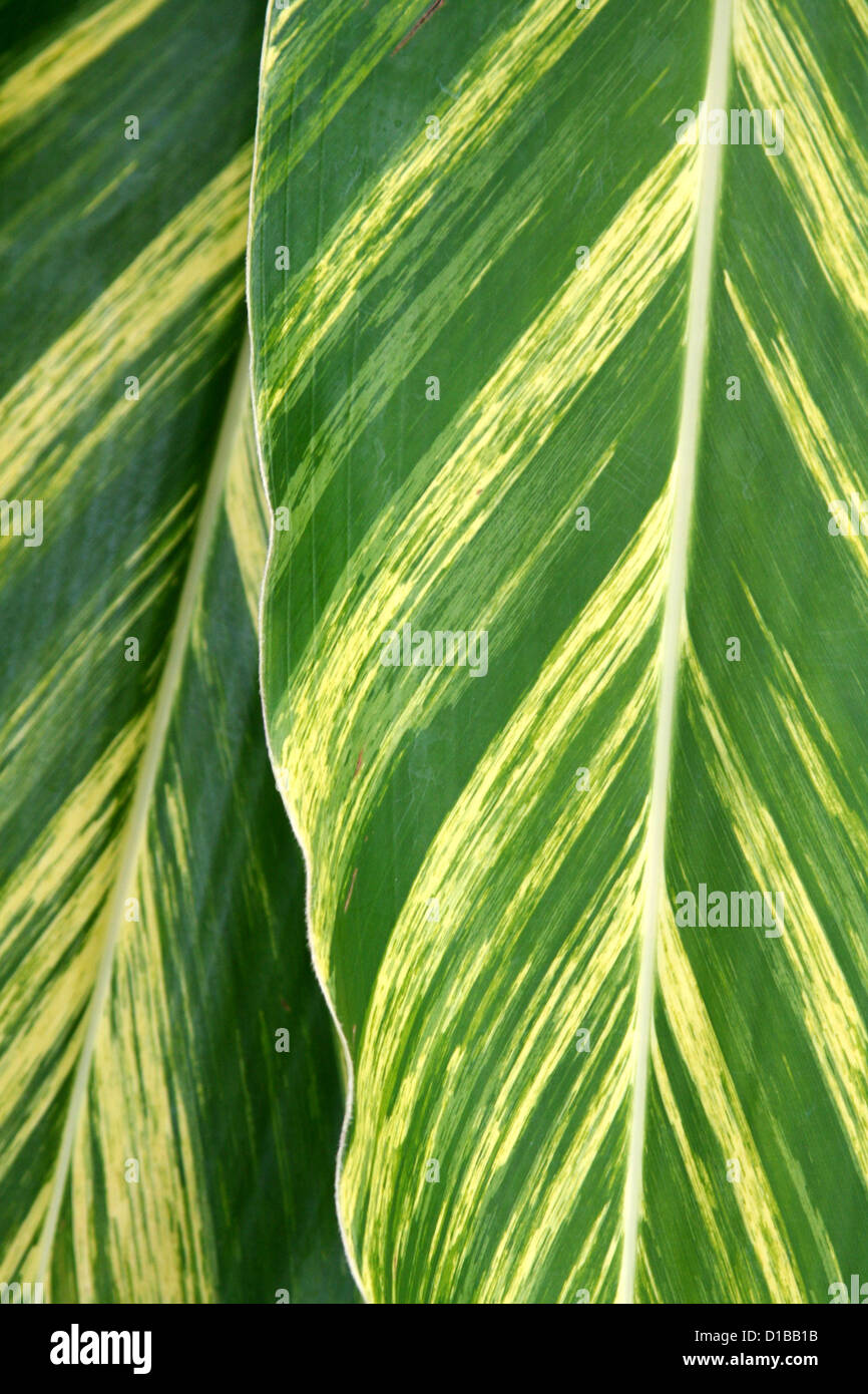 Variegated Ginger Stock Photos & Variegated Ginger Stock Images - Alamy