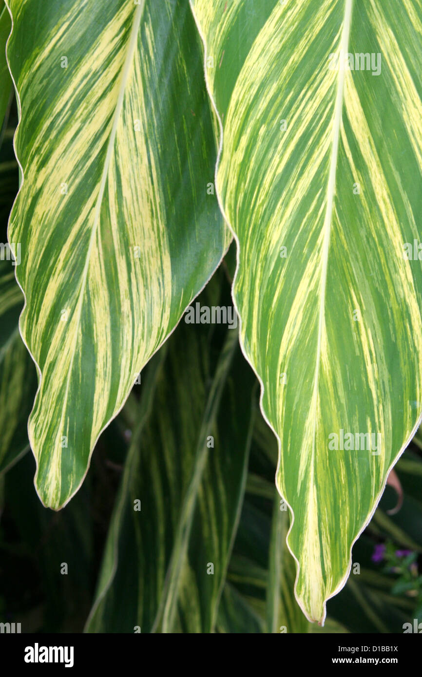 Variegated green yellow ginger leaves Stock Photo - Alamy