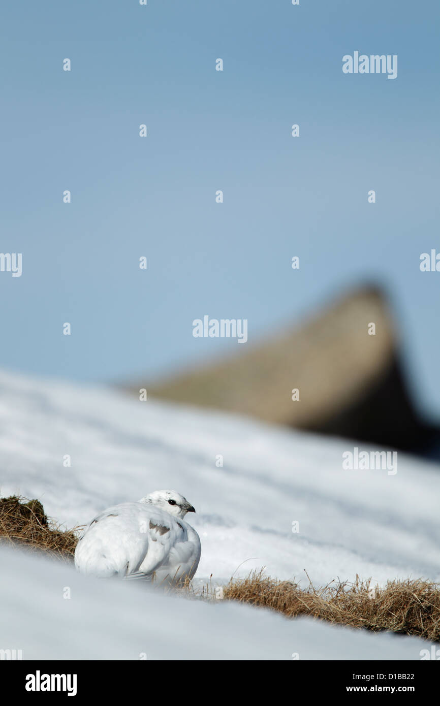 Rock ptarmigan (Lagopus mutus) female on snow covered hillside Stock ...