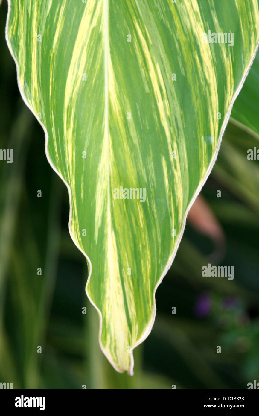 Variegated green yellow ginger leaf detail Stock Photo - Alamy