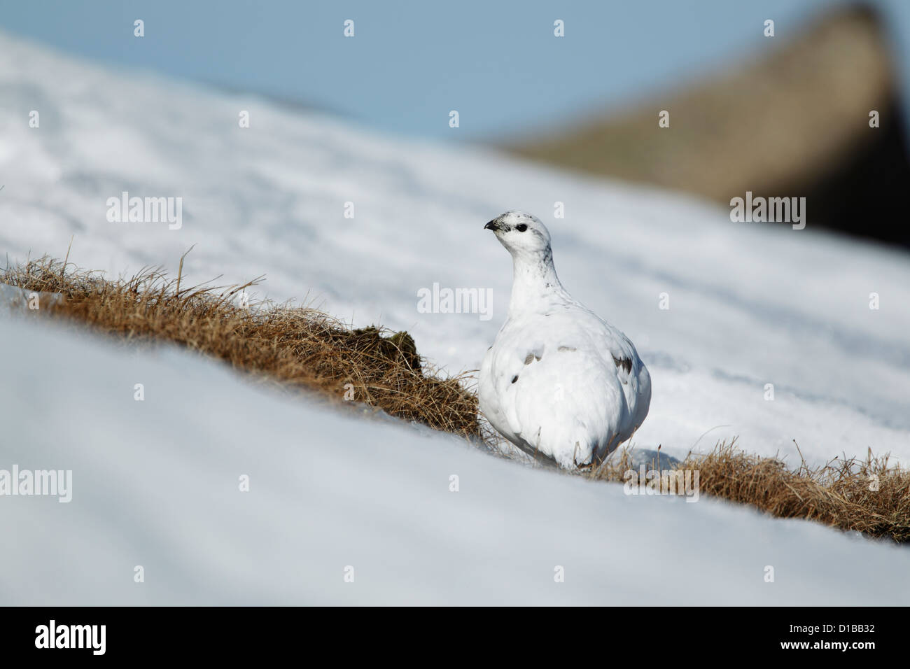 Rock ptarmigan (Lagopus mutus) female on snow covered hillside Stock ...
