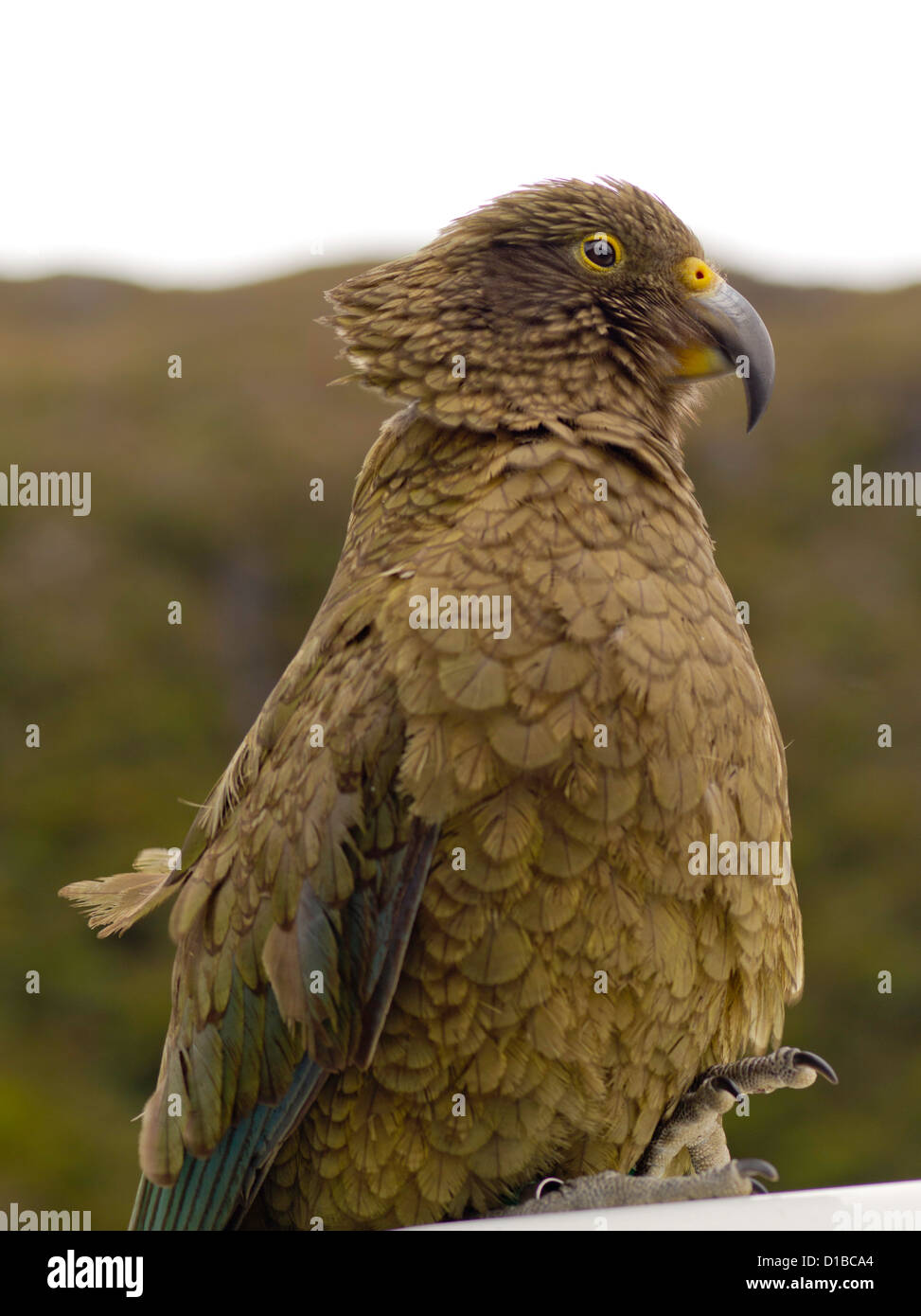 Kea bird detail hi-res stock photography and images - Alamy