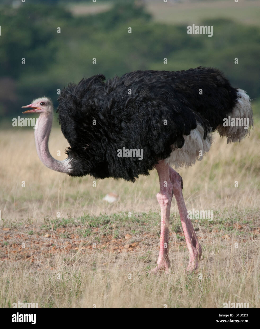 Male Common ostrich walking in plains Stock Photo - Alamy