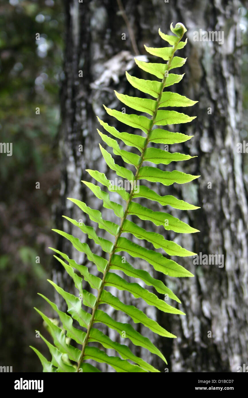 Green fern leaf with background of tree bark Stock Photo - Alamy