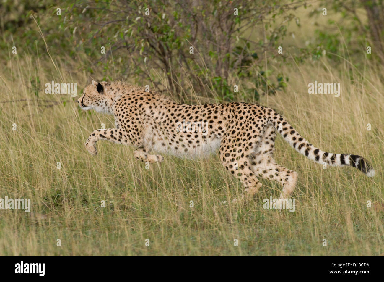 Cheetah run hi-res stock photography and images - Alamy