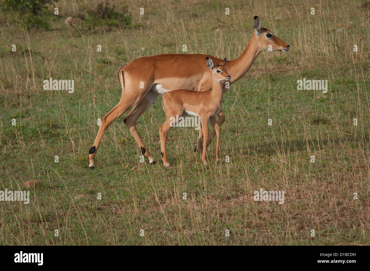 Impalas mother and baby hi-res stock photography and images - Alamy