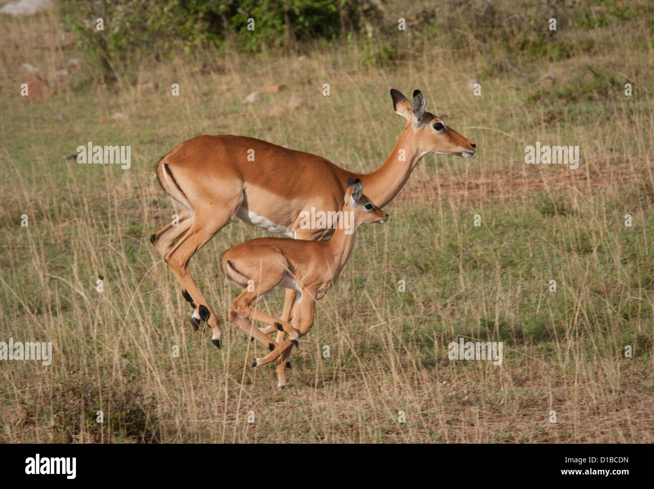 Baby impala running hi-res stock photography and images - Alamy