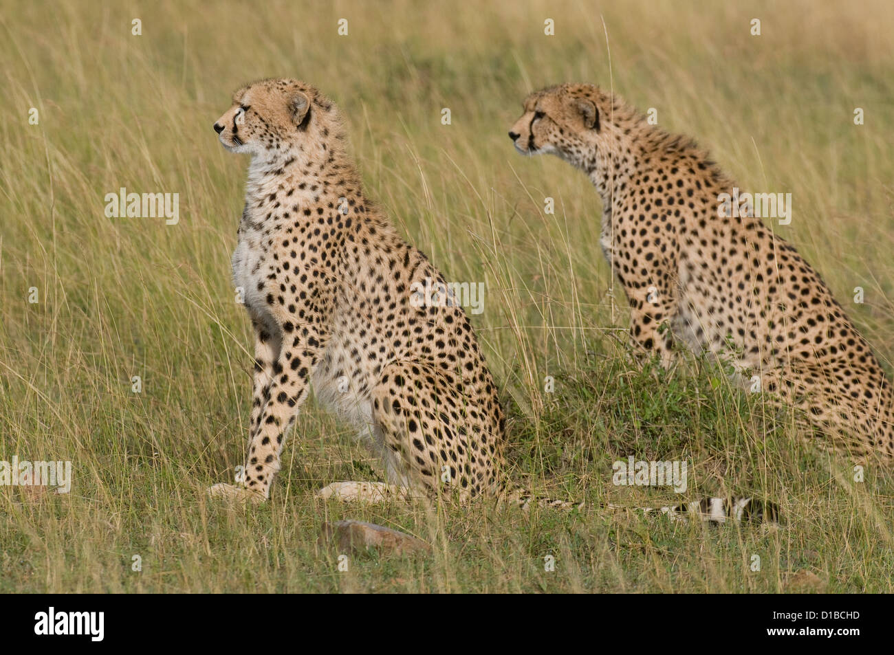 Two cheetahs sitting together Stock Photo - Alamy