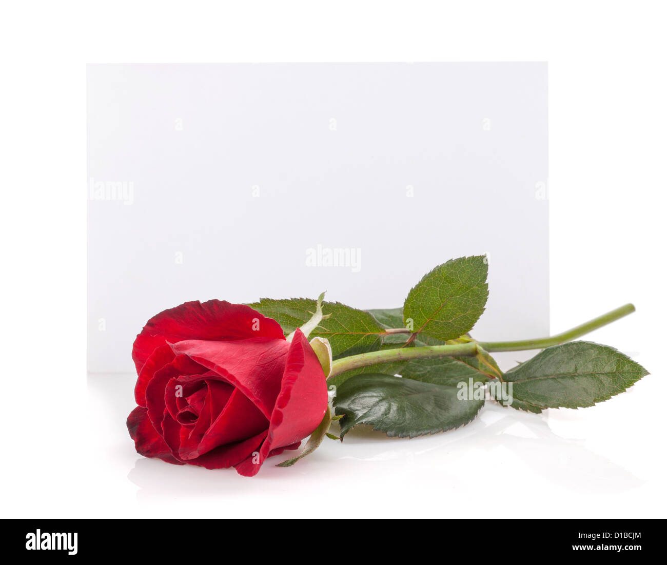 Rose flower and empty card. Isolated on white background Stock Photo ...