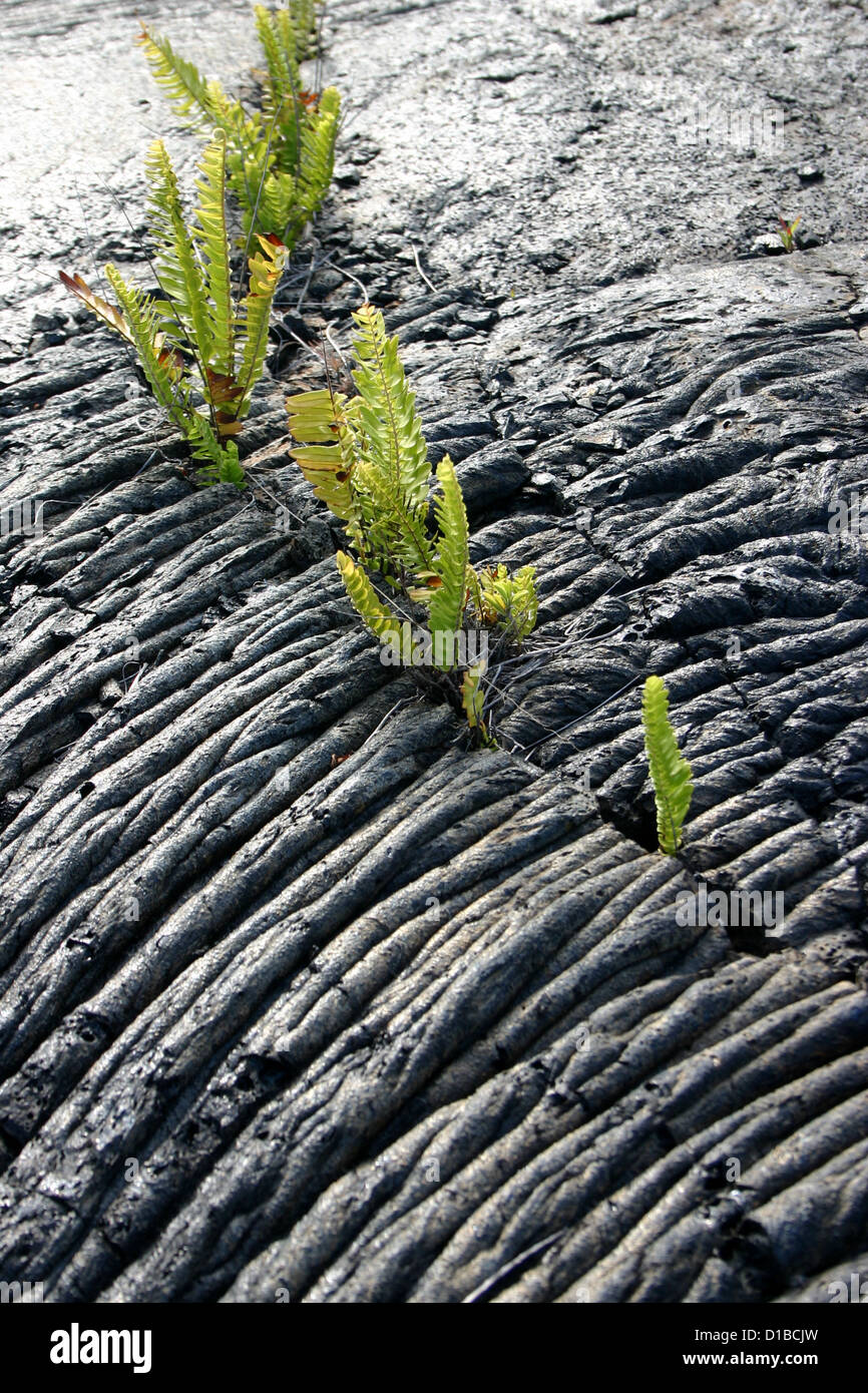 Pahoehoe ferns hawaii hi-res stock photography and images - Alamy
