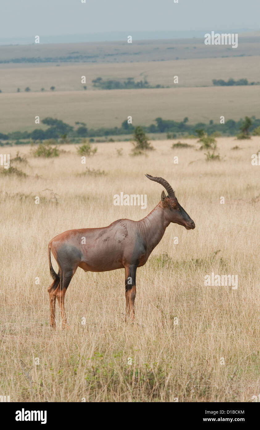 Topi plains hi-res stock photography and images - Alamy