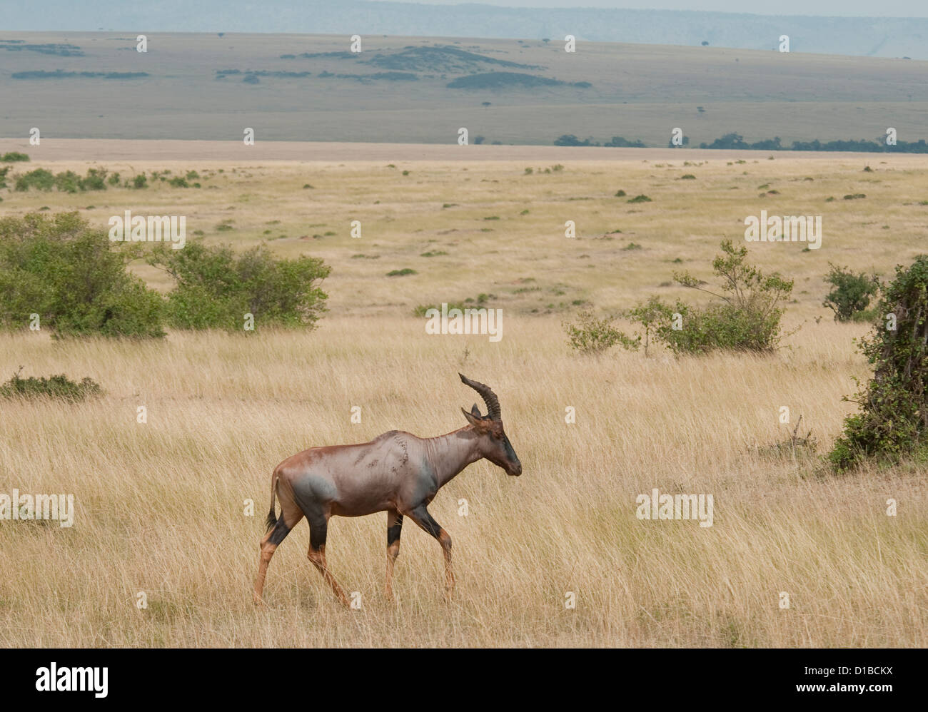 Topi plains hi-res stock photography and images - Alamy