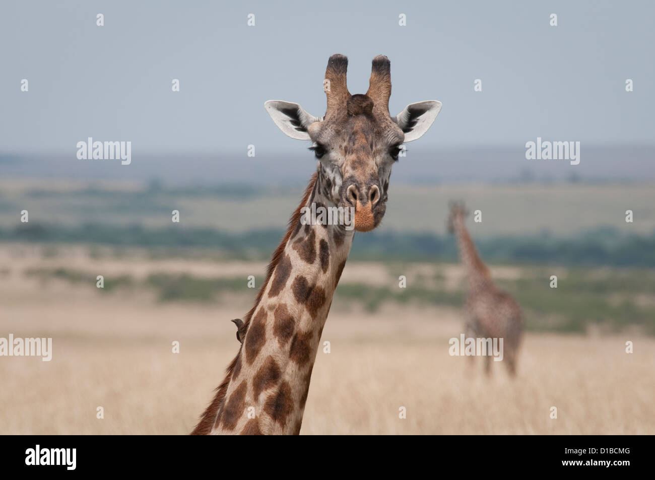 Giraffe neck pattern hi-res stock photography and images - Alamy