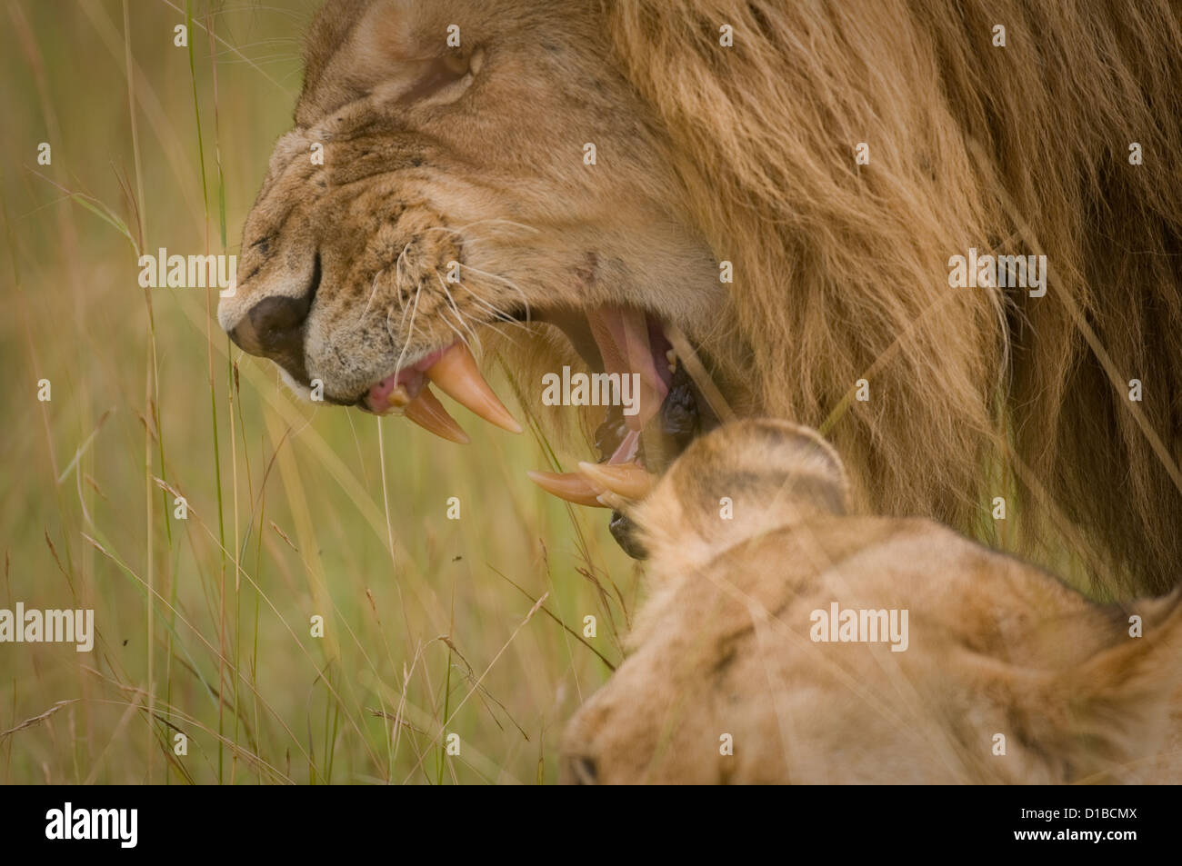 Lion snarling-head shot Stock Photo - Alamy
