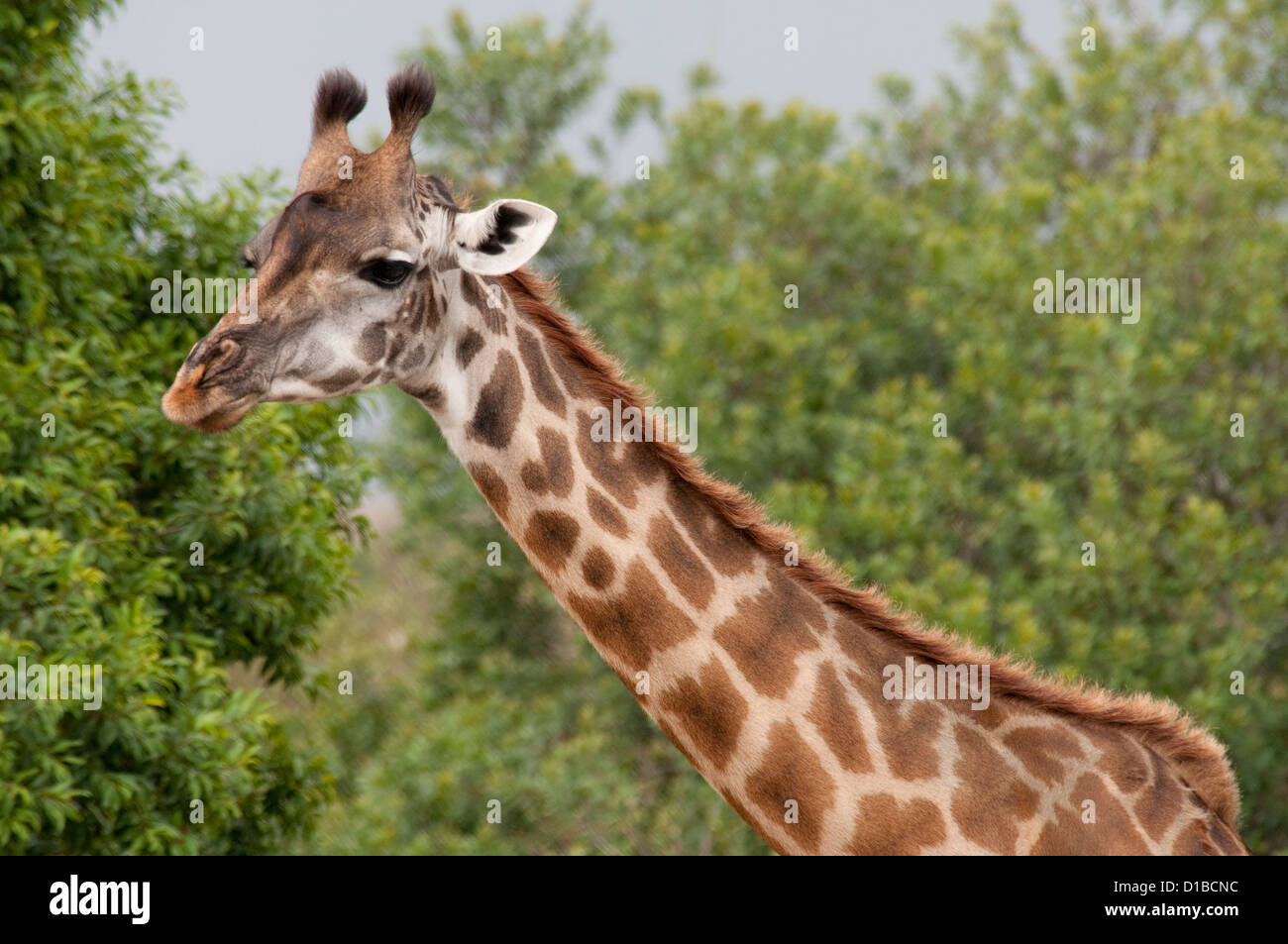 Masai giraffe by wooded area-close up Stock Photo - Alamy