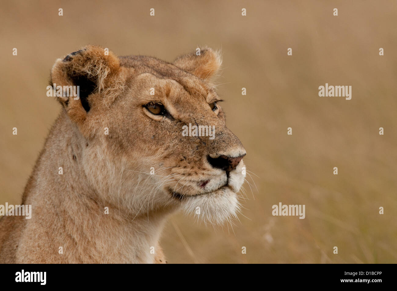Lioness head hi-res stock photography and images - Alamy