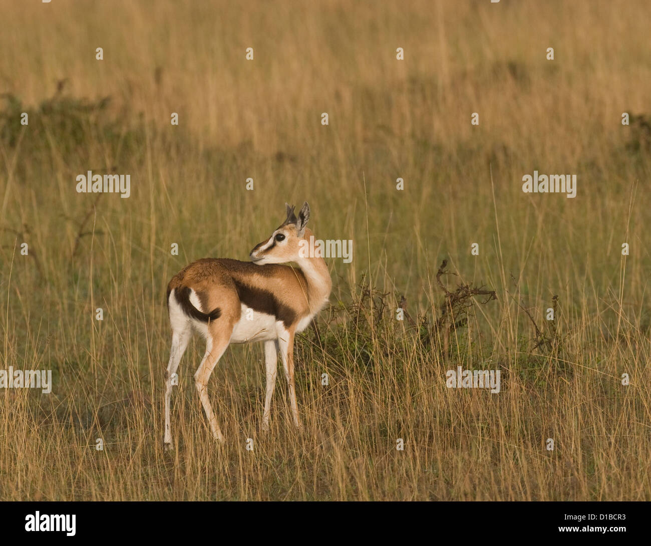Female Thomson's gazelle in plains Stock Photo - Alamy