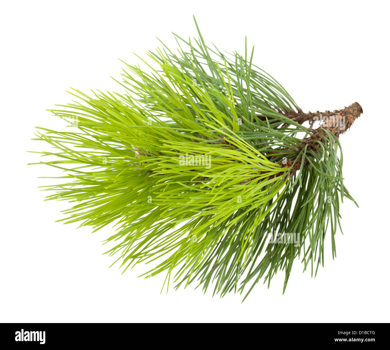 Fir tree branch. Isolated on white background Stock Photo - Alamy
