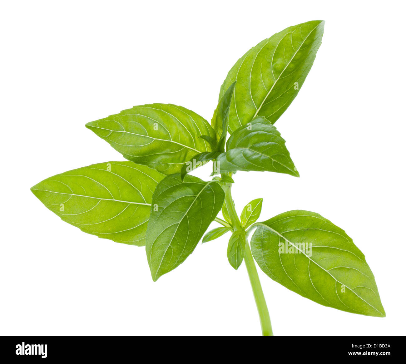 Fresh basil. Isolated on white background Stock Photo - Alamy