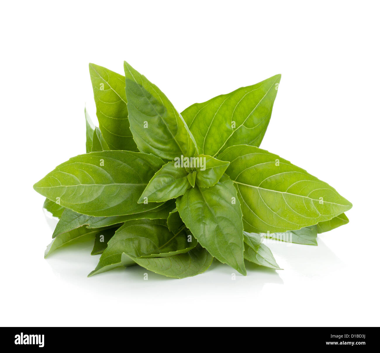 Fresh basil. Isolated on white background Stock Photo - Alamy