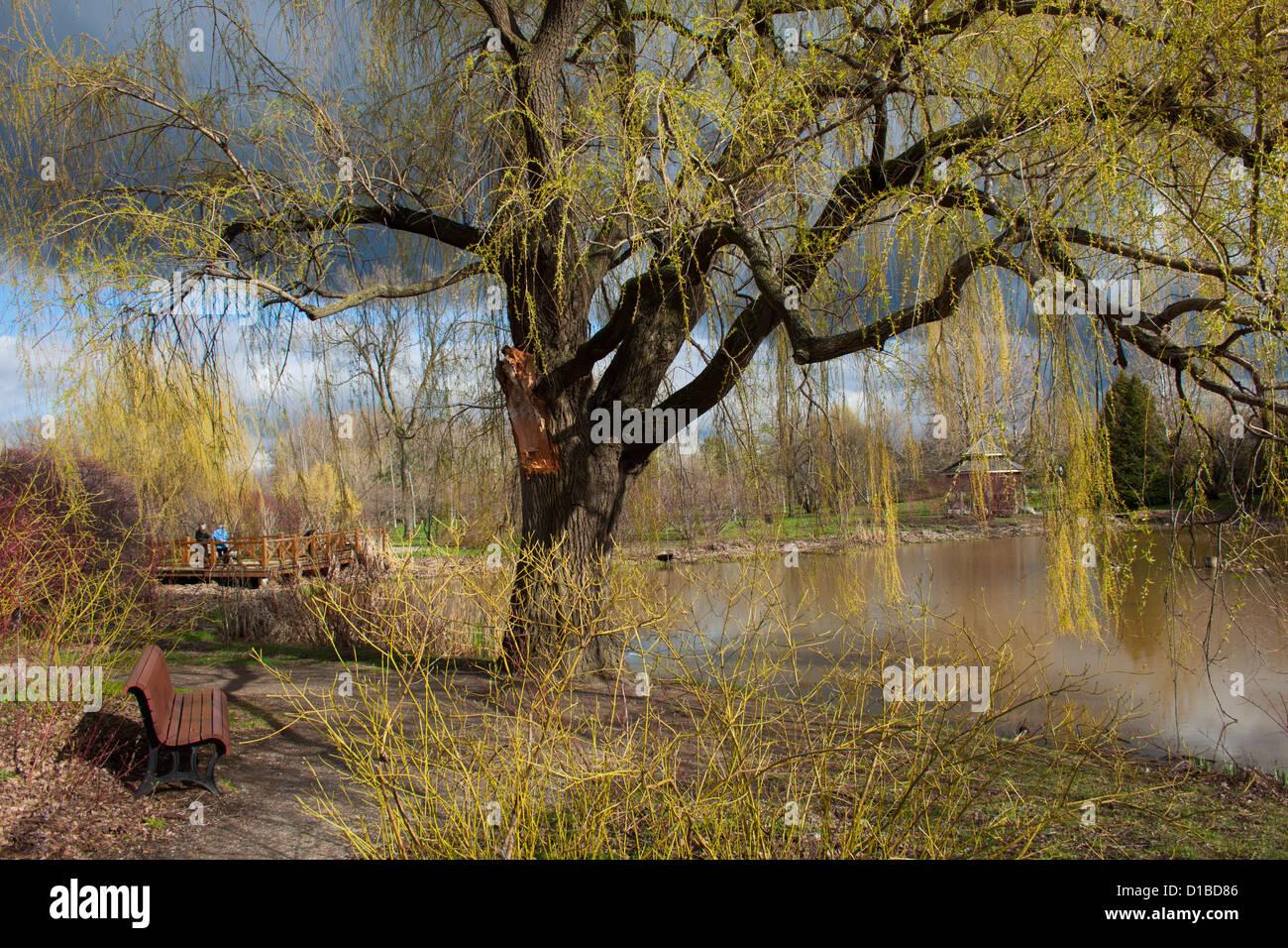 Weeping willow tree by a lake hi-res stock photography and images - Alamy