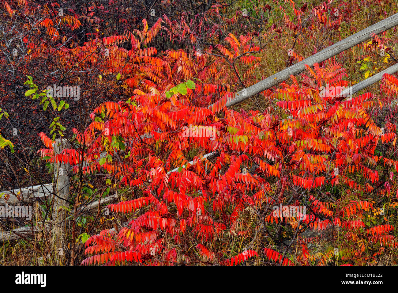 Sumac and fenceline, Manitoulin Island, Ontario, Canada Stock Photo - Alamy
