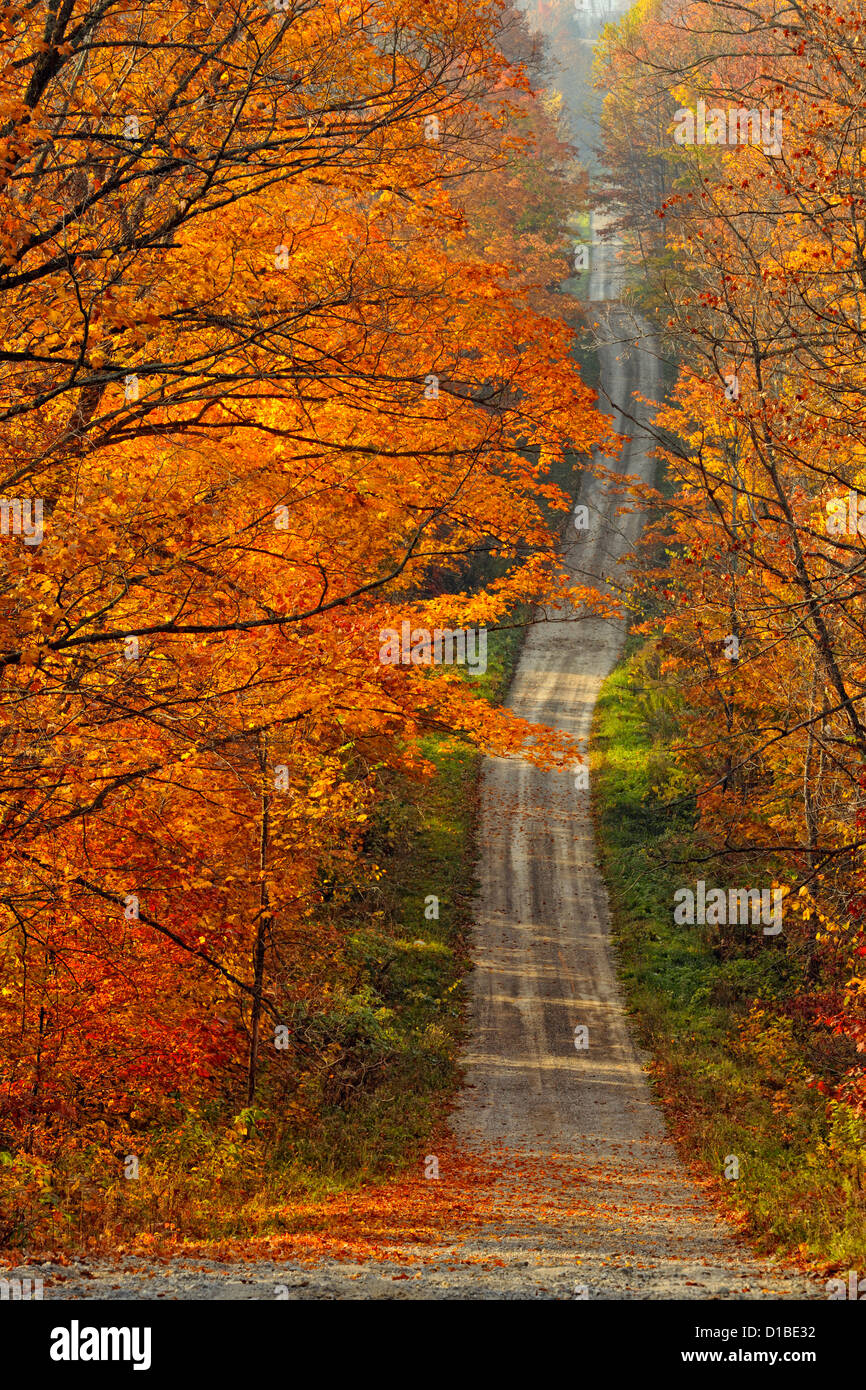 Maple trees overhanging Burnett's side road, Sheguiandah, Manitoulin ...